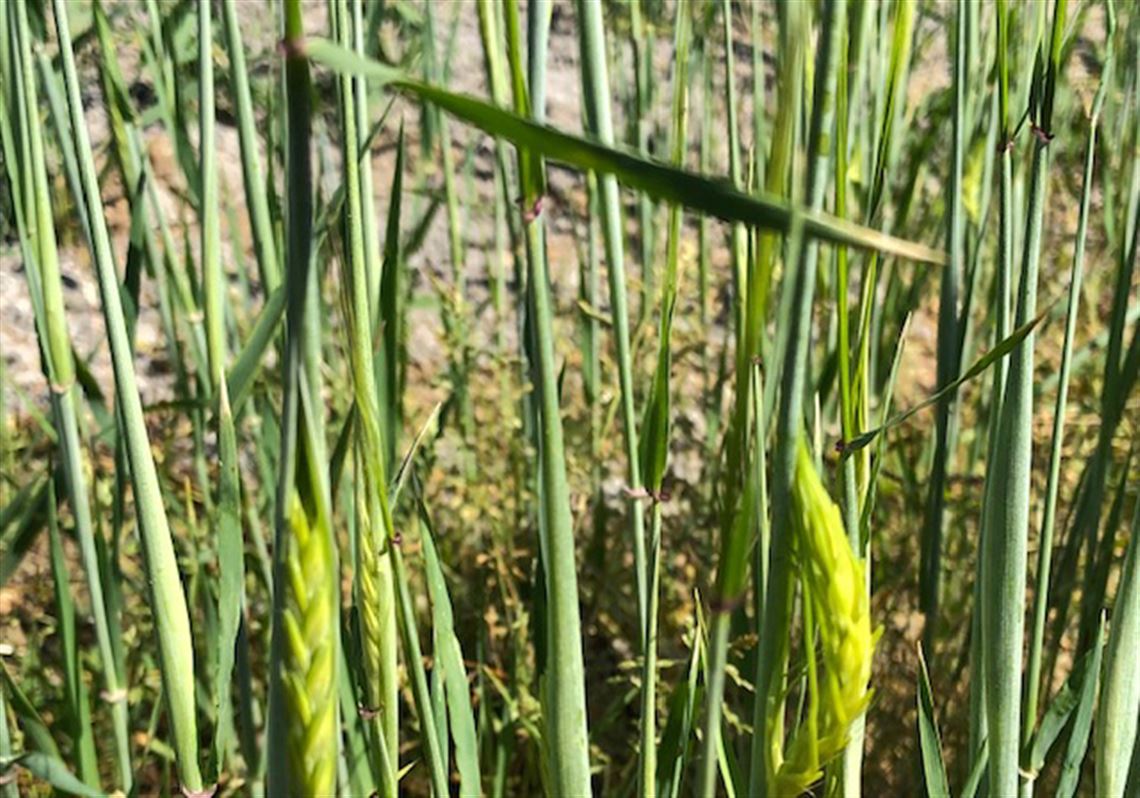 Here's to plants that make your beer taste great | Pittsburgh Post-Gazette