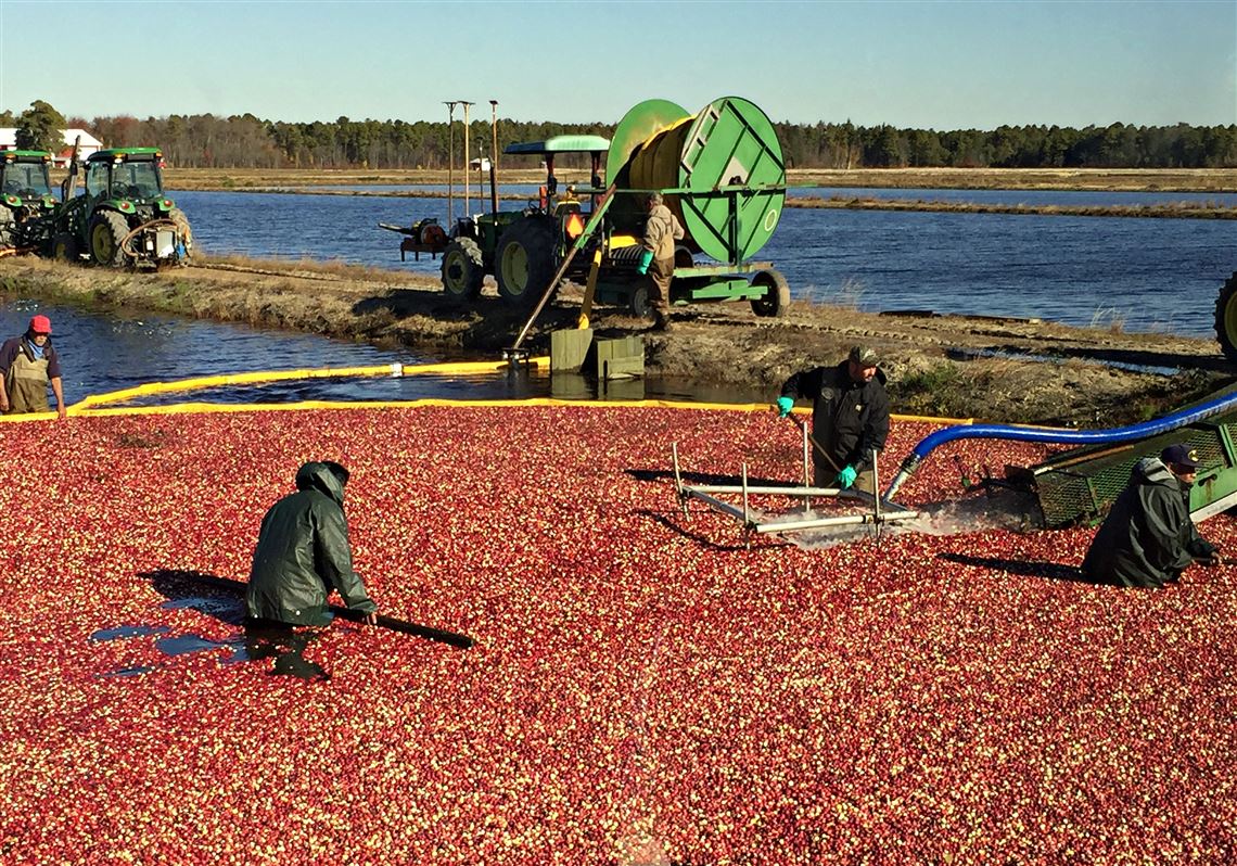 Stunning, reliable cranberries are steeped in Thanksgiving's heritage ...