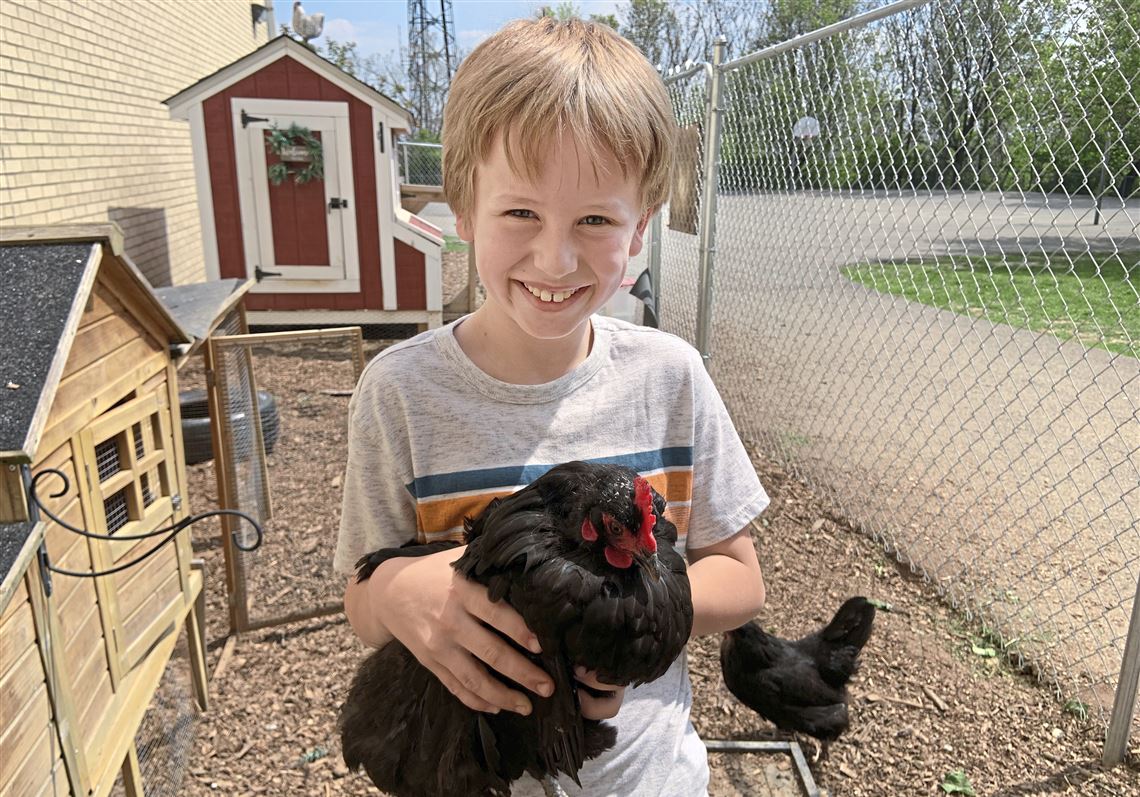 West Jefferson Hills students raise chickens at school | Pittsburgh ...