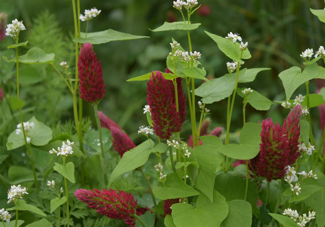 Buckwheat Plant Cover Crop