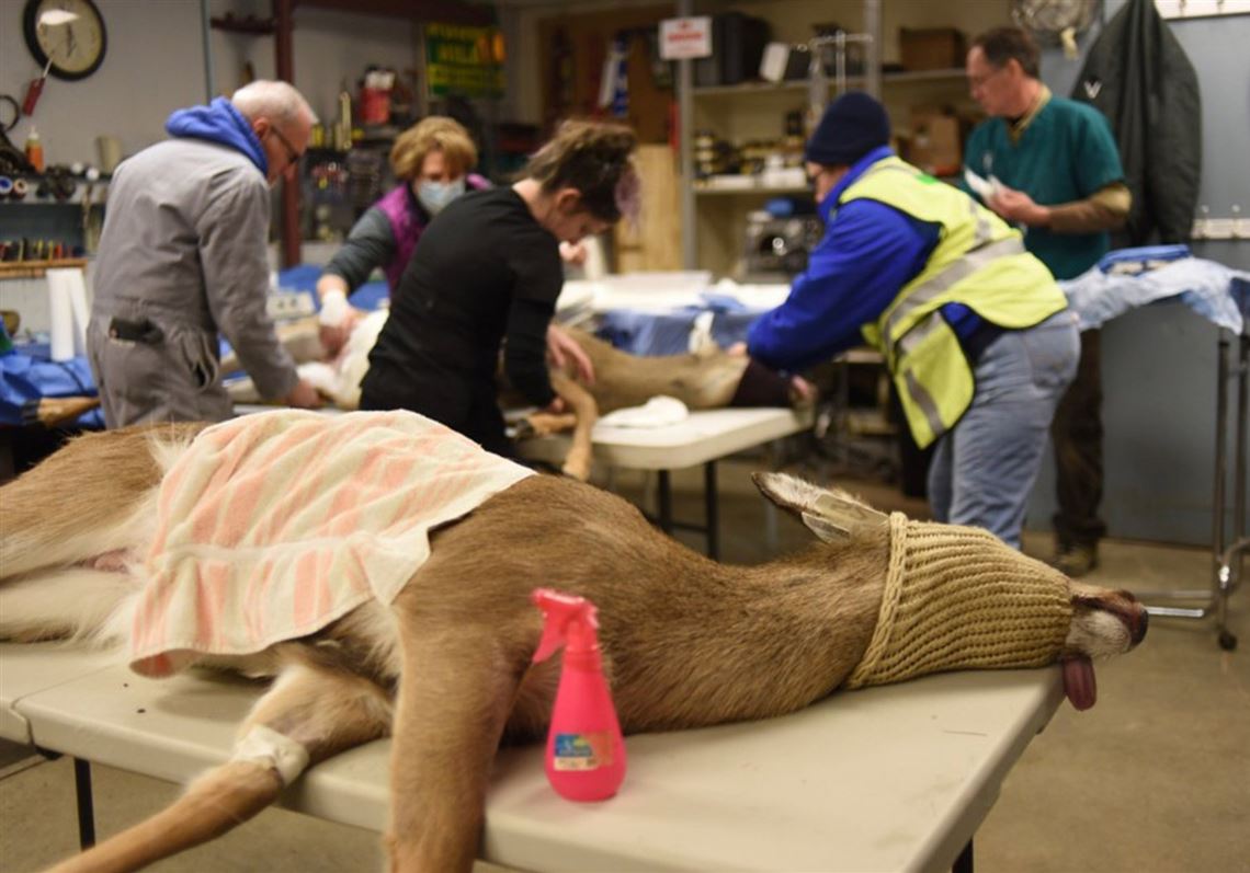 In Michigan, a deer management experiment scrapped in Mt. Lebanon ...
