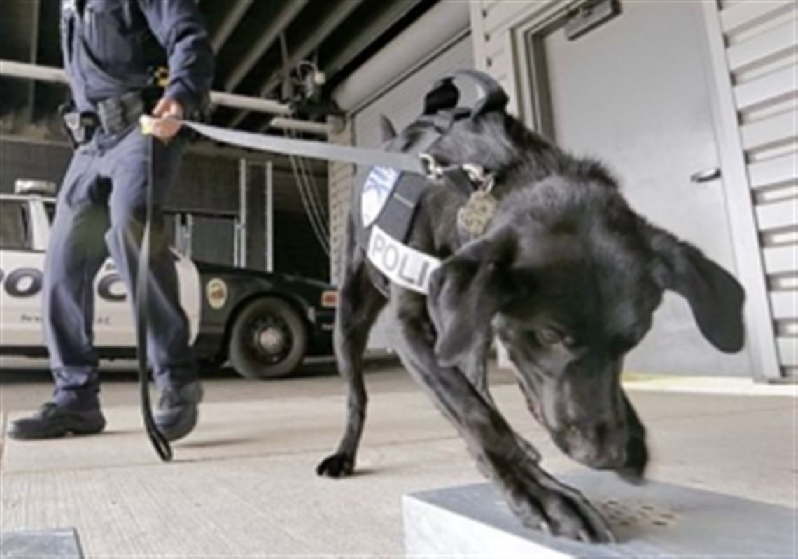 Officials: Raiders player under investigation for taunting police dog ...