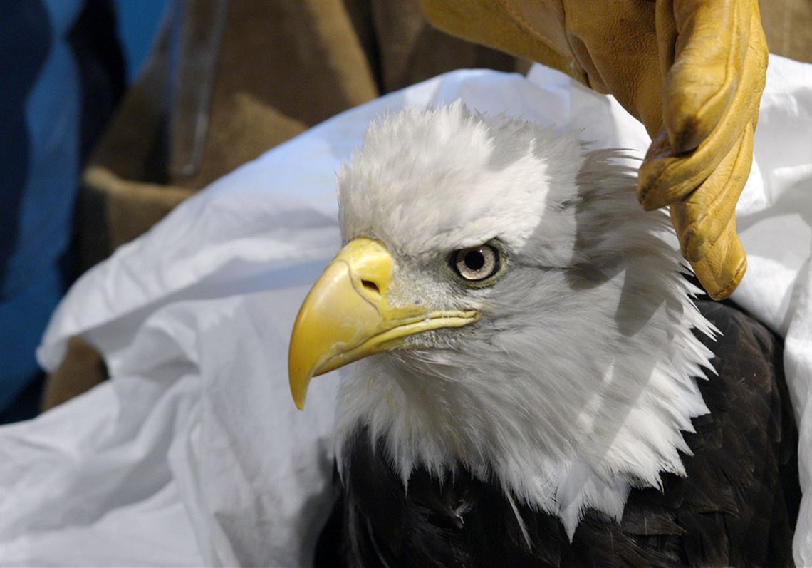 Lead poisoning stymies bald eagle recovery efforts | Pittsburgh Post ...