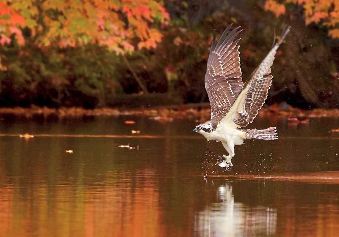 PA Breeding Bird Atlas survey shows ospreys and bald eagles soaring ...