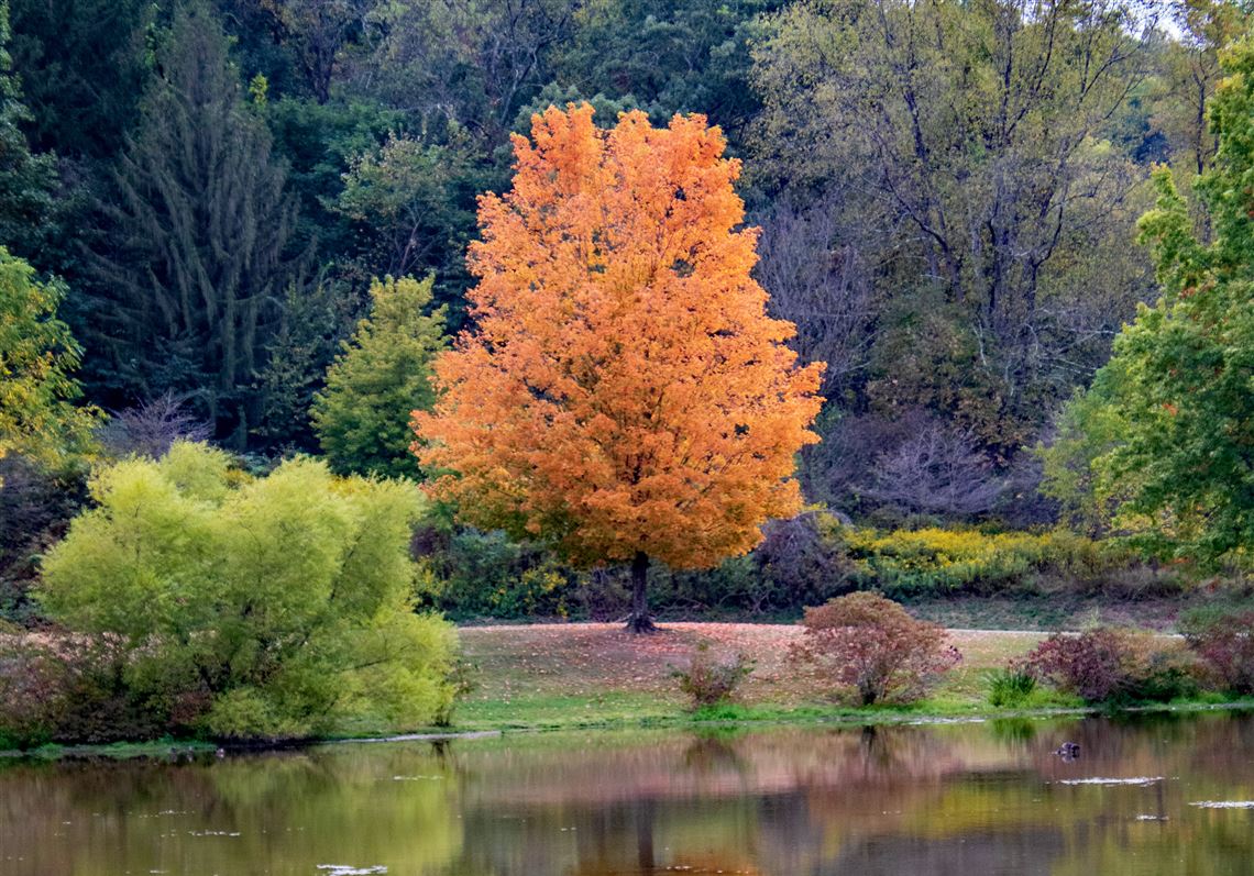 Dry weather bringing vibrant, early fall color to Pittsburgh area ...