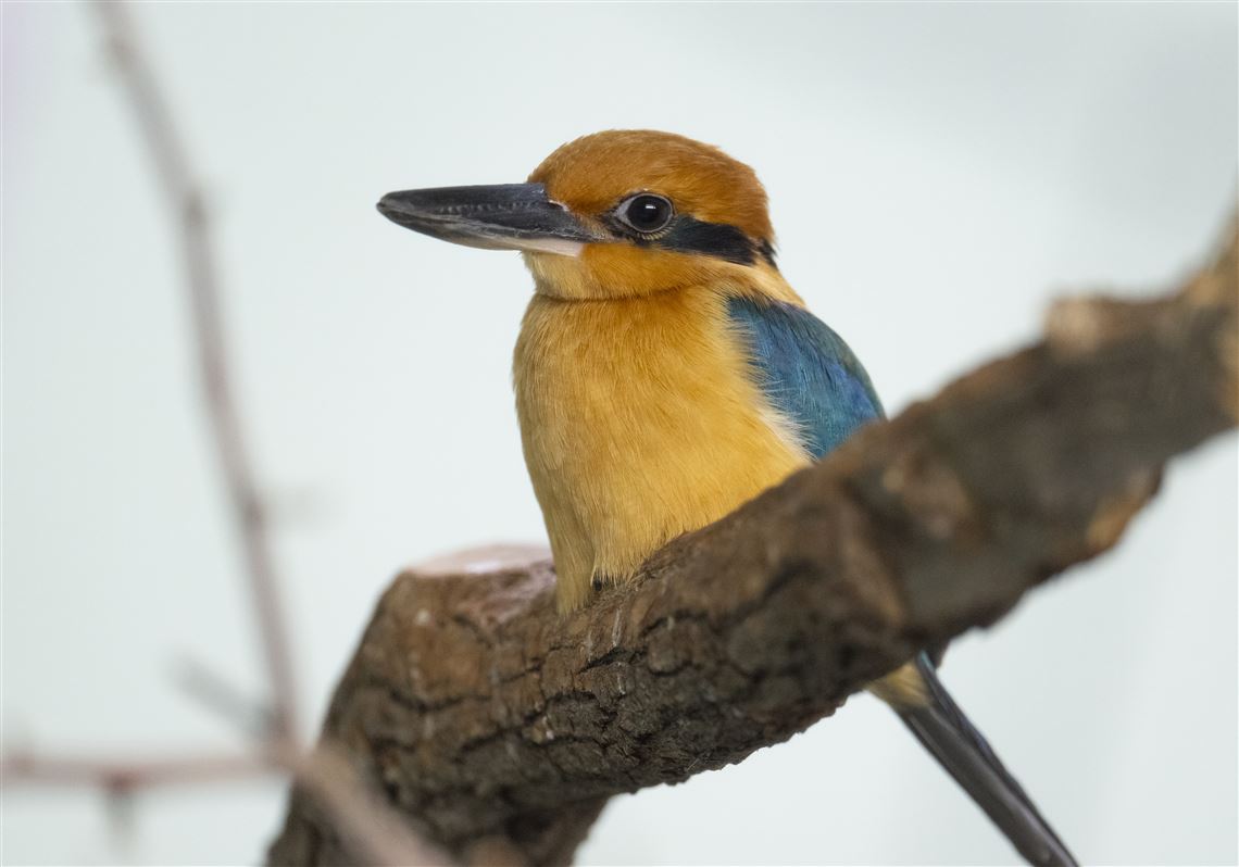 Re-introducing the extinct Guam kingfisher one chick at a time ...