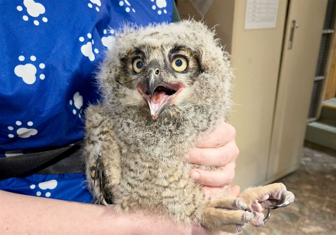 Great Horned Owl Babies Great Horned Owl And Her Baby By Jasmine Suo