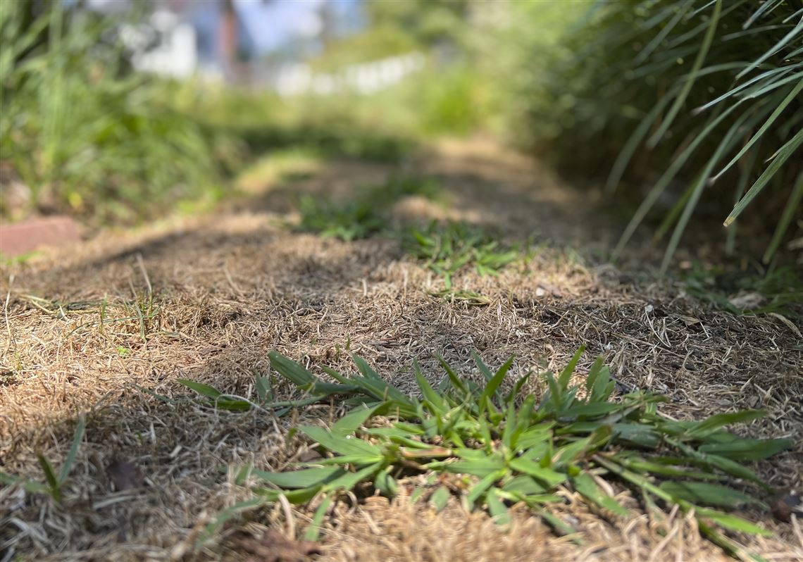 Some tips to help a dry, stressed-out summer lawn | Pittsburgh Post-Gazette