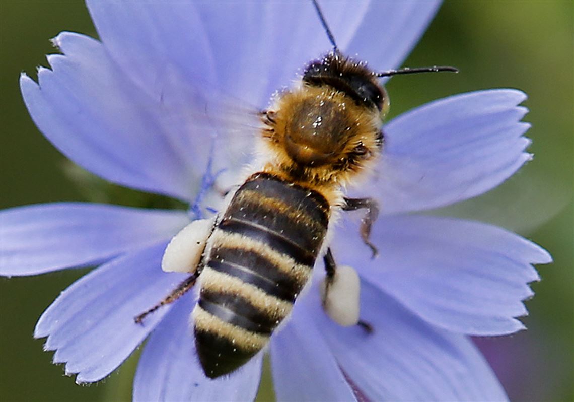 In Germany, flying insects are disappearing at a rapid rate ...