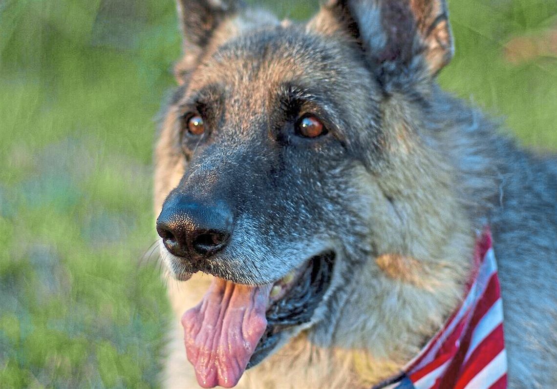 Pet tales: Hailing the Hero Dogs of American Humane | Pittsburgh Post ...