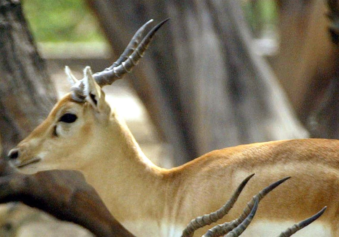 The Fumbler: PIAA championships have gone to the animals | Pittsburgh ...