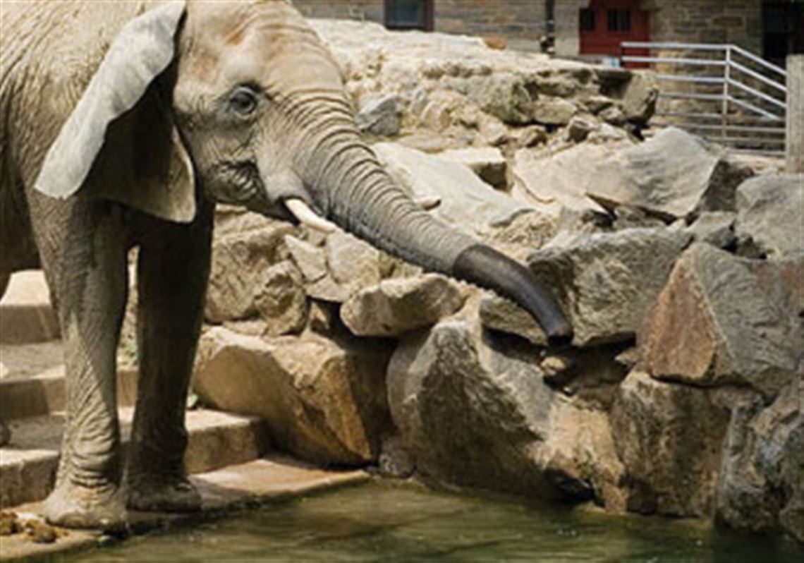 Pittsburgh zoo hosting two Philly pachyderms | Pittsburgh Post-Gazette
