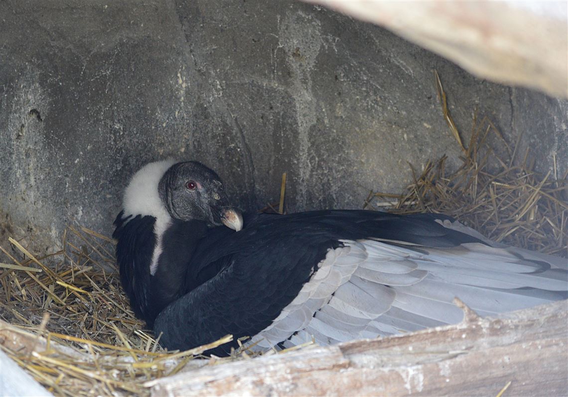Pet events: A dog day in a park and a condor cam at the National Aviary ...