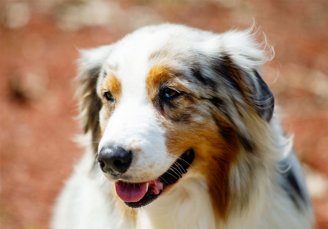 Melissa Rae Sanger: Take care of your dogs | Pittsburgh Post-Gazette