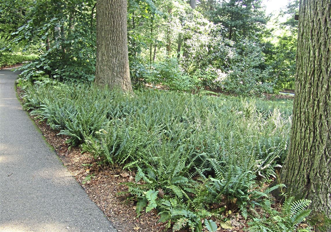 Ferns fit almost anyplace in your garden, not just shade | Pittsburgh ...