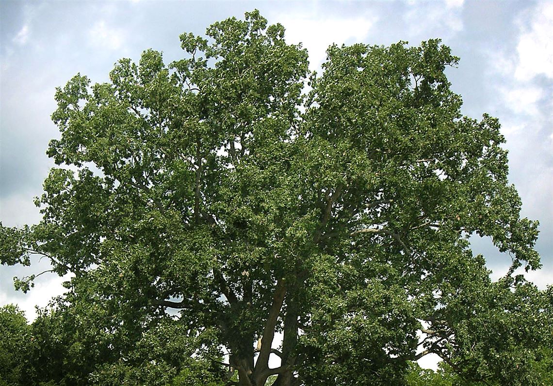 The 'Shawshank' oak tree is no more | Pittsburgh Post-Gazette