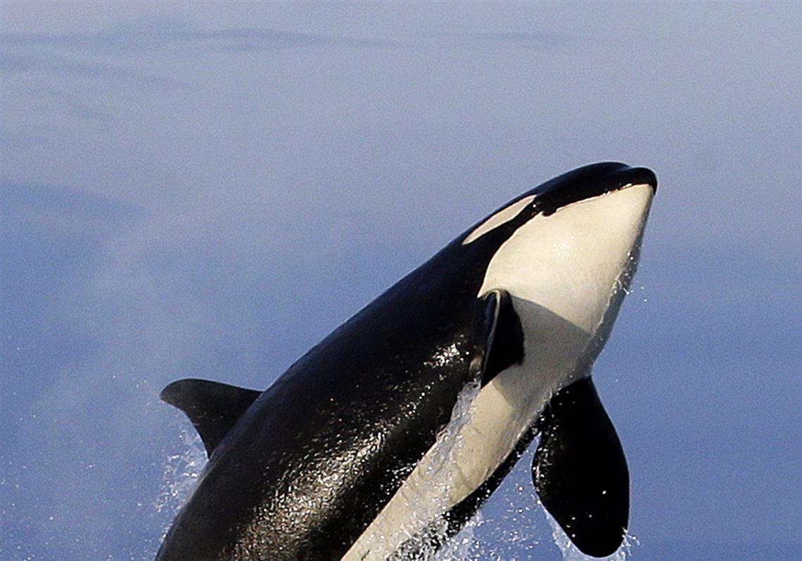 John Racanelli: Whales don't belong in pens | Pittsburgh Post-Gazette