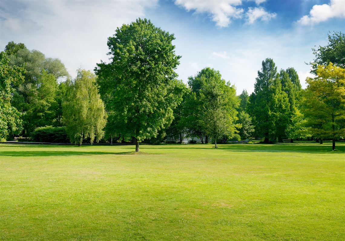 Felling trees for safety | Pittsburgh Post-Gazette