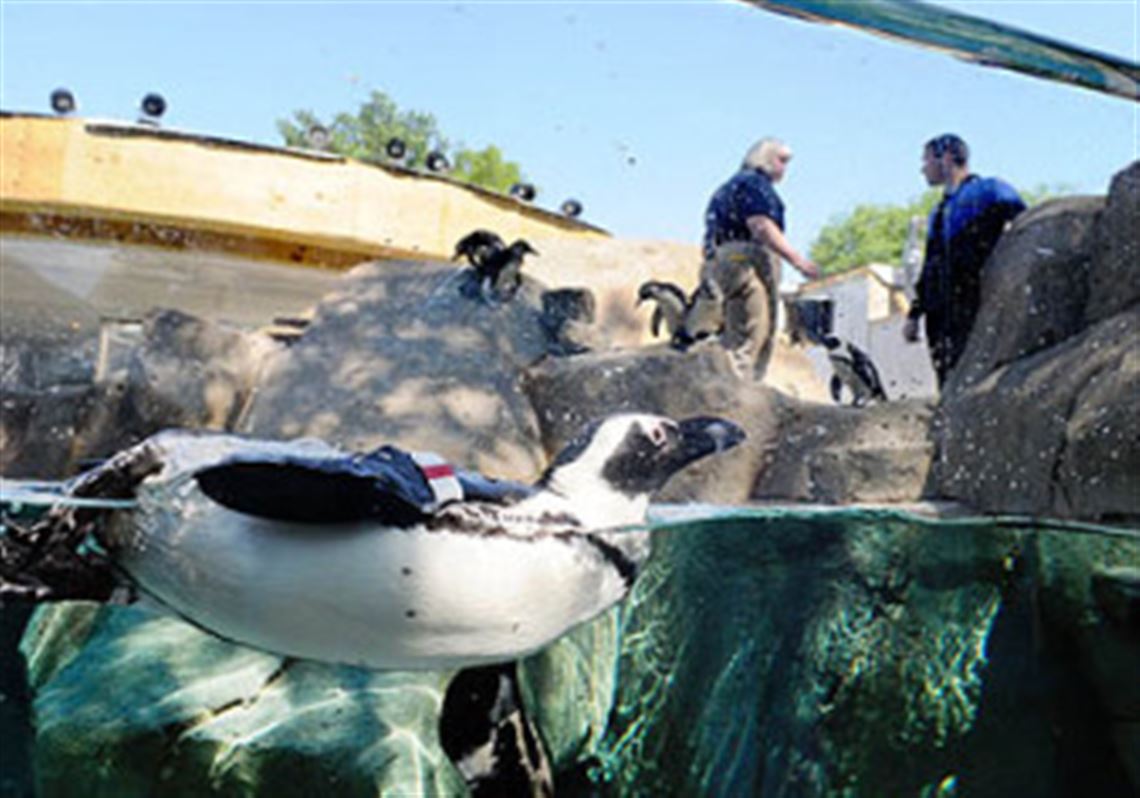 Baby penguins coming soon on new Aviary camera | Pittsburgh Post-Gazette