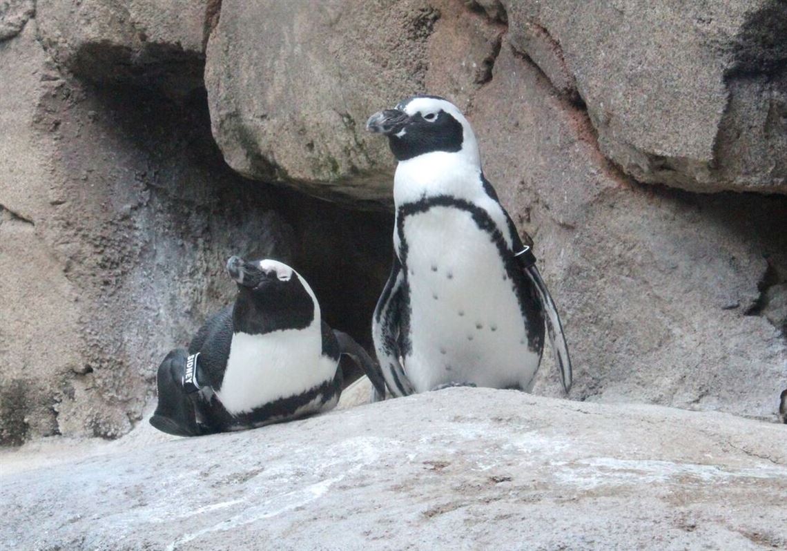 National Aviary welcomes newly hatched penguin | Pittsburgh Post-Gazette