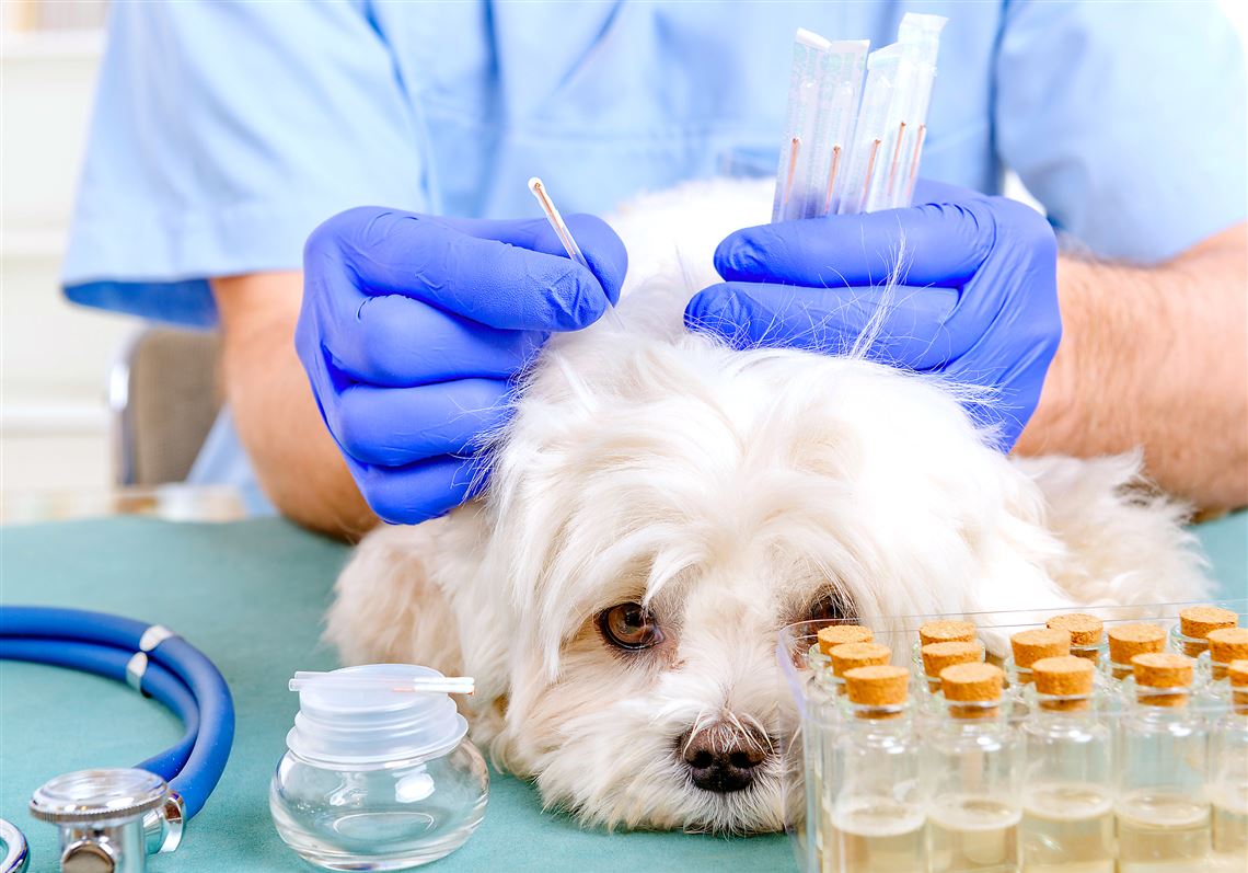 Pet Points: More pets receiving acupuncture, chiropractic therapies ...