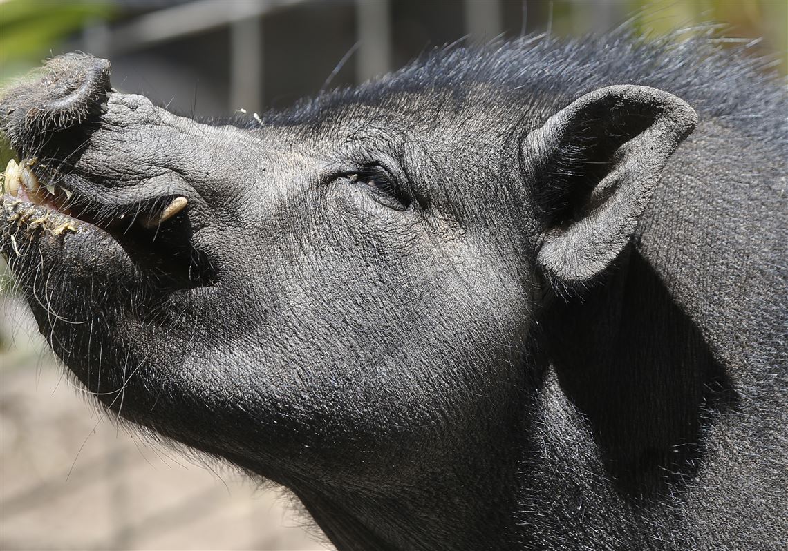 Pet porkers pack rescues as trendy teacup pigs fatten up | Pittsburgh ...