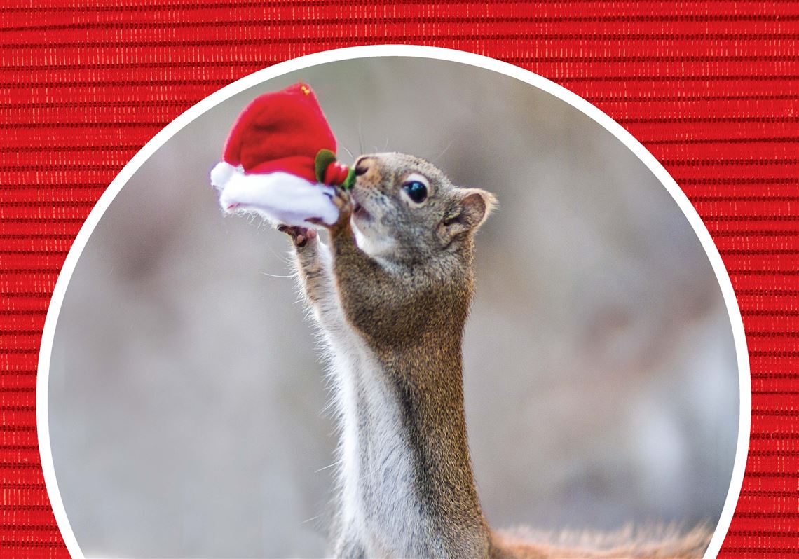 Pet Tales: Self-taught photographer says 'Merry Christmas, Squirrels ...