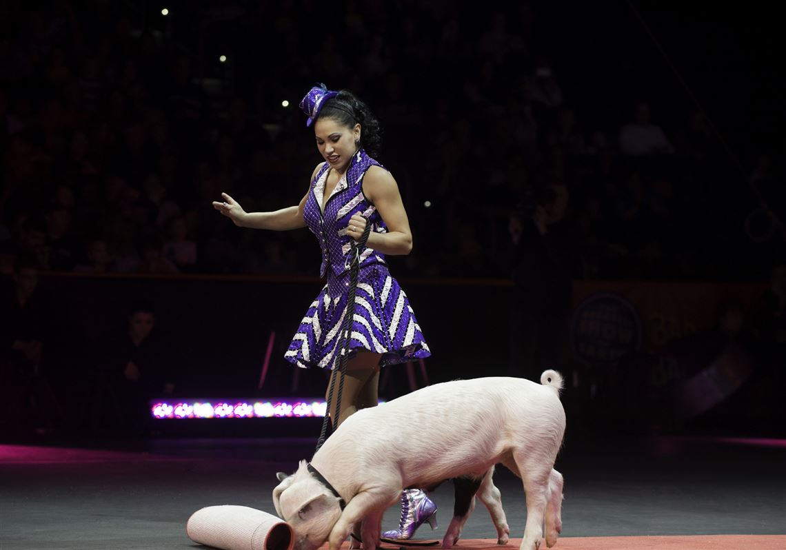 These little piggies went to the circus | Pittsburgh Post-Gazette
