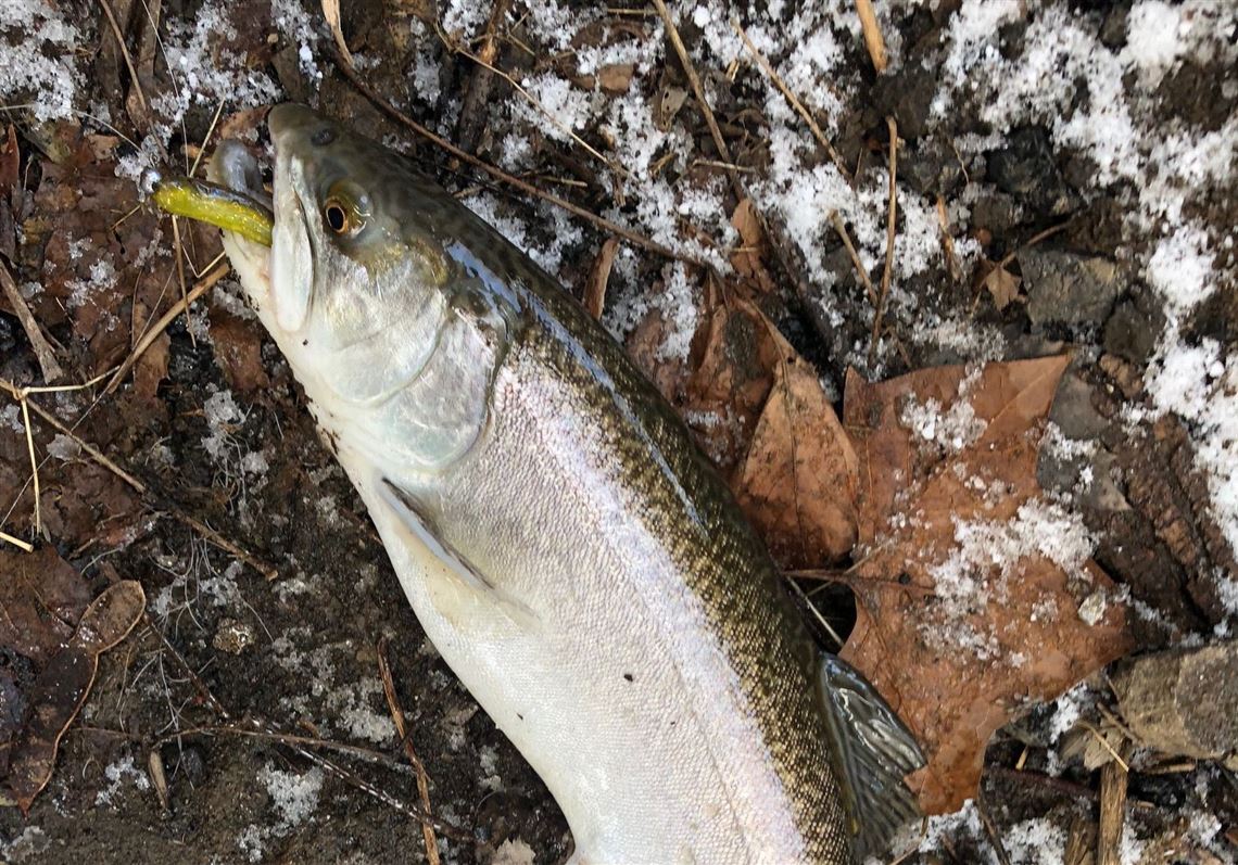 Pittsburgh angler takes Monongahela tiger | Pittsburgh Post-Gazette