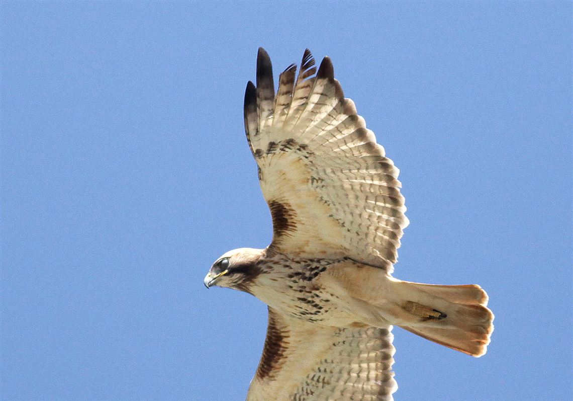 With fall migration underway, volunteers get to counting raptors ...