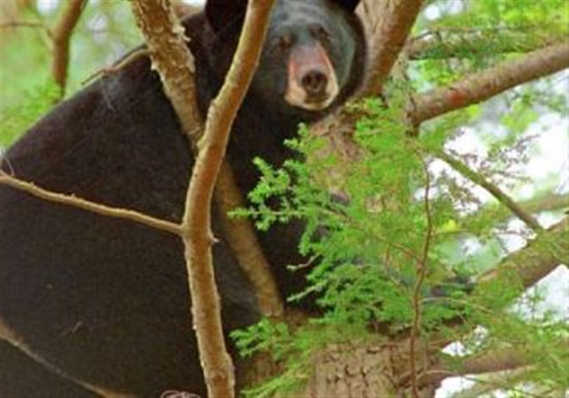 Gene Therapy: More unbearable news in Pennsylvania's oldest rivalry ...