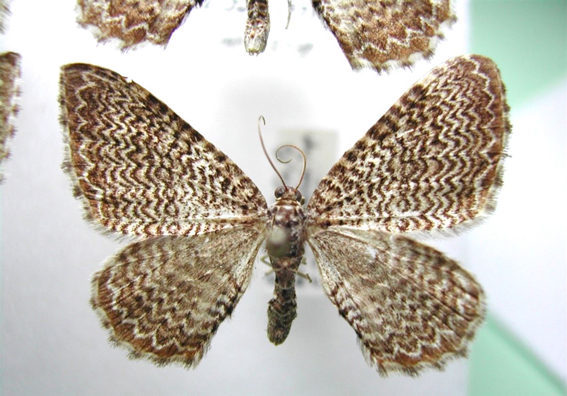 Destructive moth damaging cherry trees in Allegheny National Forest ...