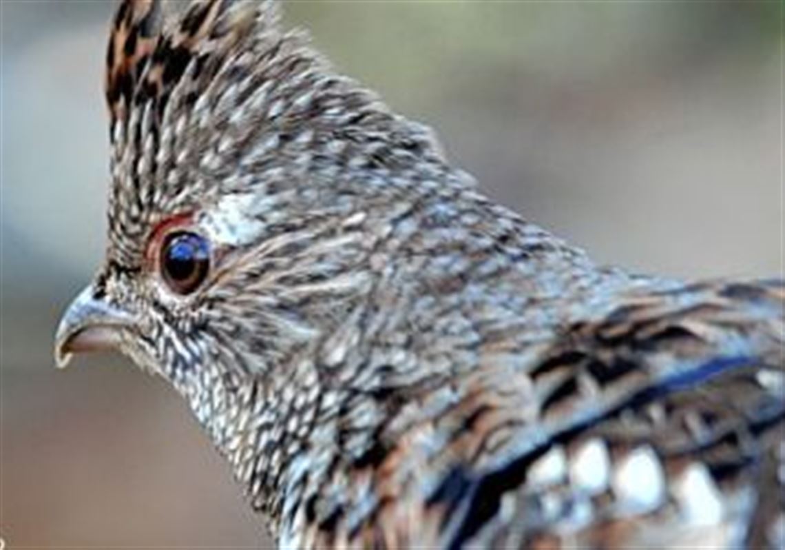 Wildlife: Ruffed grouse use snow to combat the cold | Pittsburgh Post ...