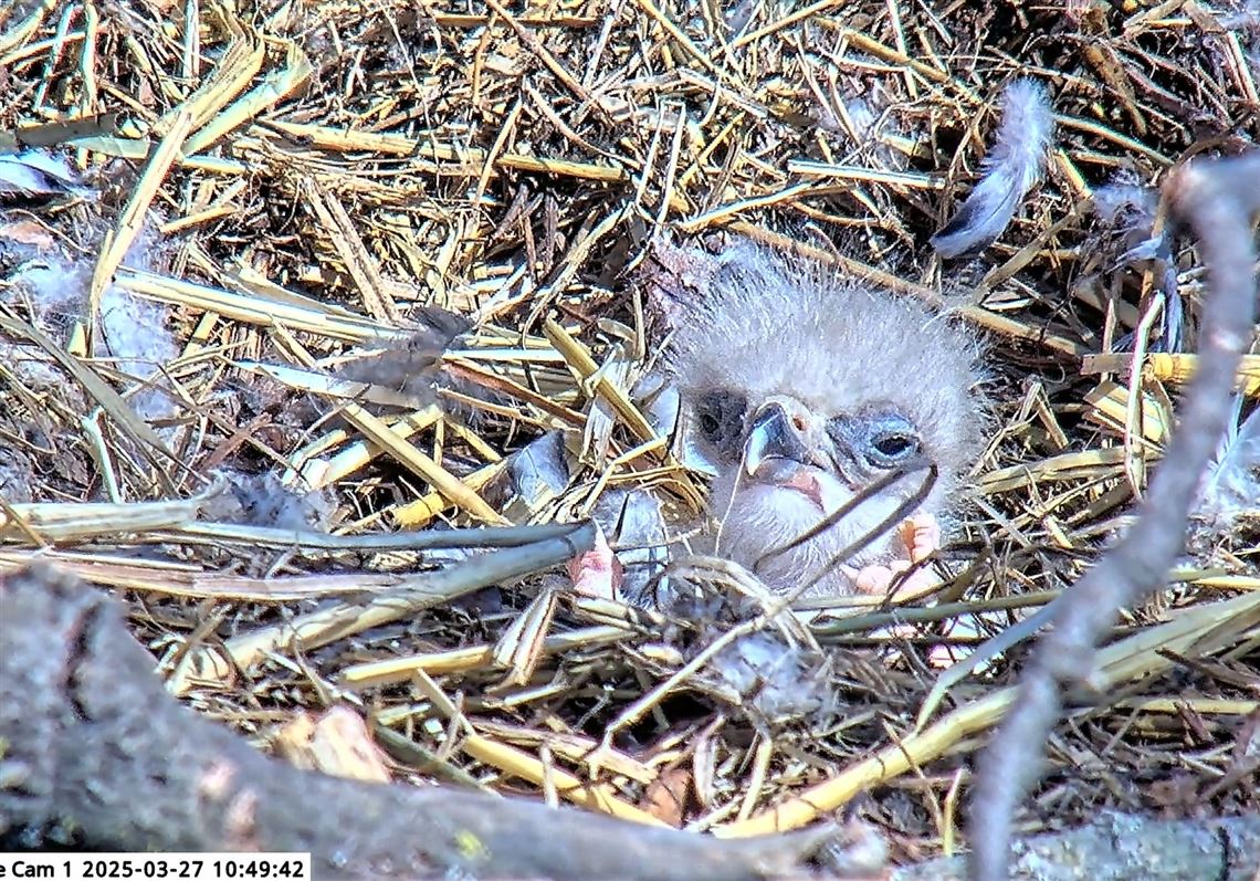 Eaglet Third Eaglet Hatches For Famed Big Bear Bald Eagle Couple
