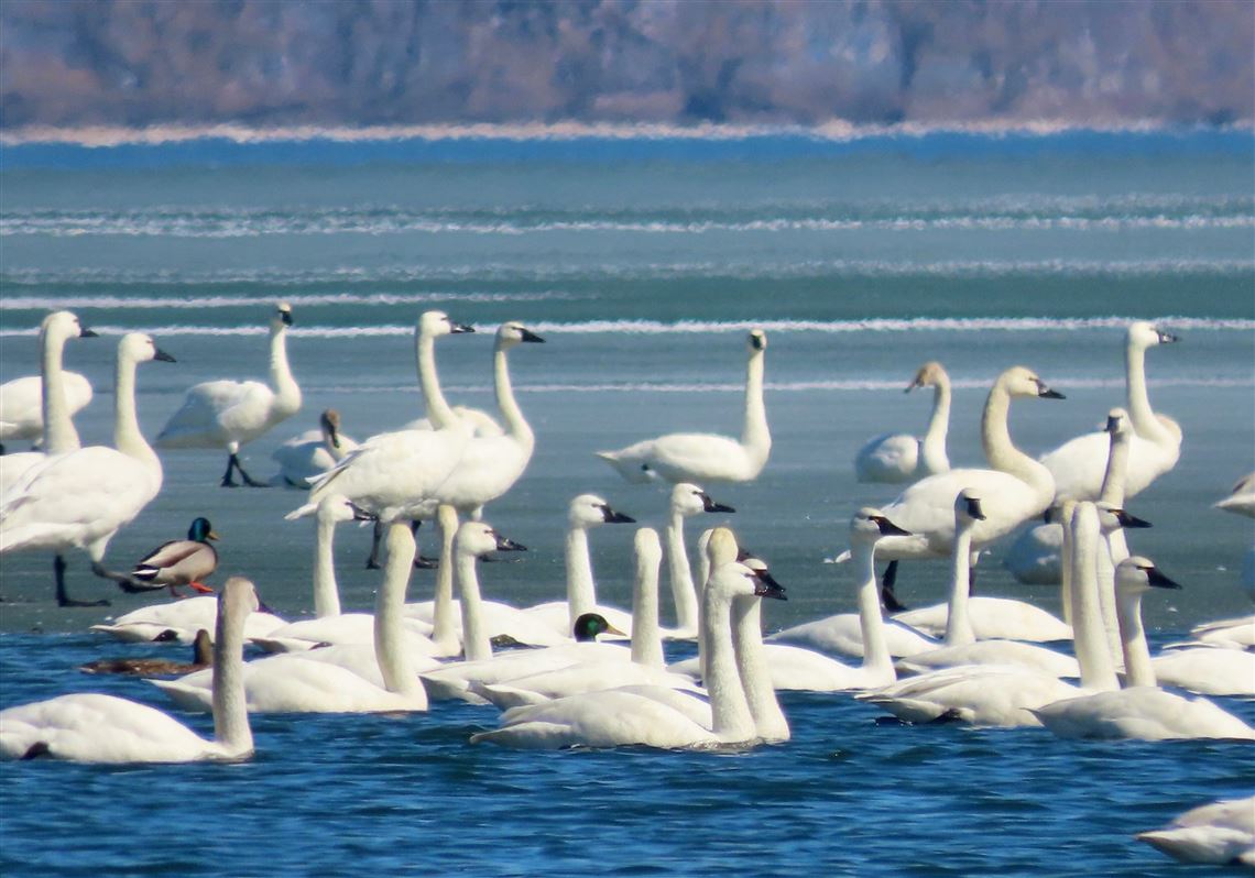 Tundra swan migration touches down in Western Pa. | Pittsburgh Post-Gazette