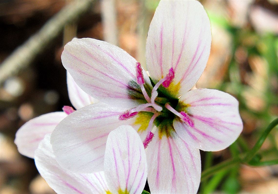 Let's talk about parks: spring beauties | Pittsburgh Post-Gazette