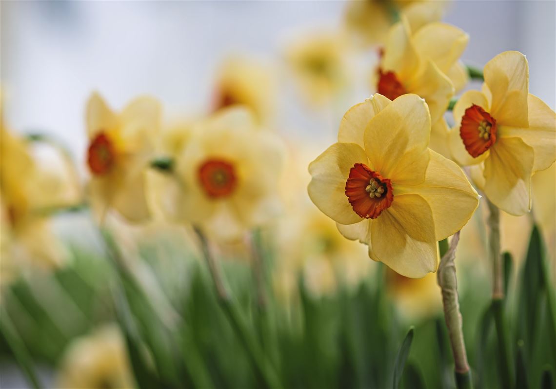 Phipps sells bulbs from Spring Flower Show | Pittsburgh Post-Gazette