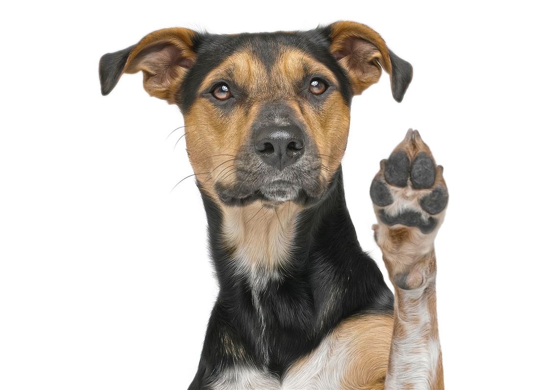 Pet Tales: Book features nice portraits -- and not one dog named 'Rover ...