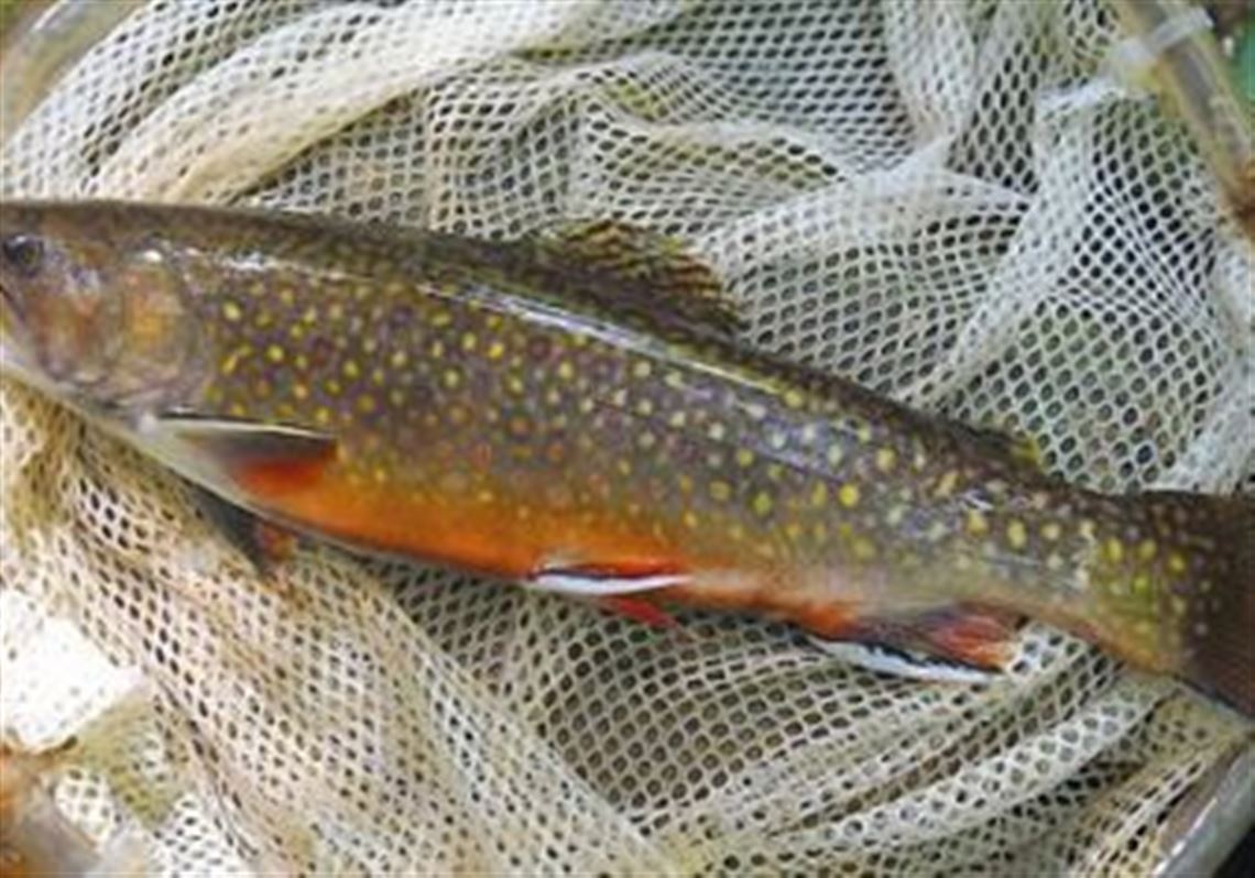 Influential Pittsburgh angler Tony Marasco dies | Pittsburgh Post-Gazette