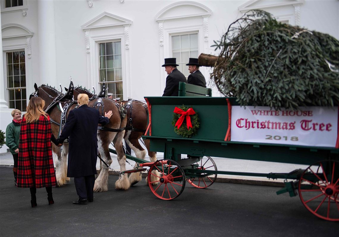 With a tree’s arrival, it’s beginning to look a lot like Christmas at ...