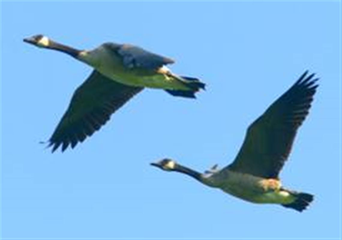 Canada goose hunt to open in some state parks | Pittsburgh Post-Gazette