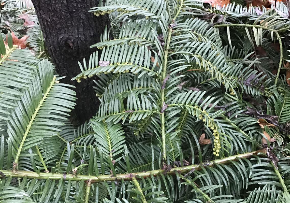 3 unique evergreens for year-round interest | Pittsburgh Post-Gazette