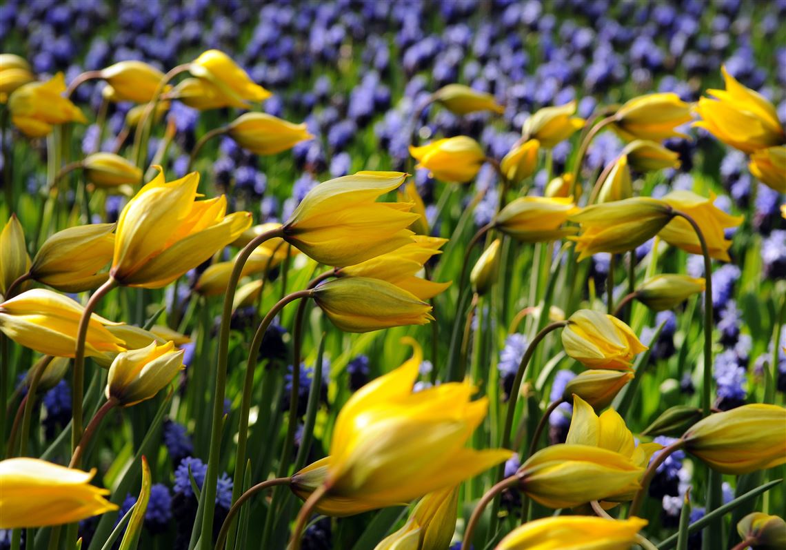 Plant species tulips for years of spring color | Pittsburgh Post-Gazette