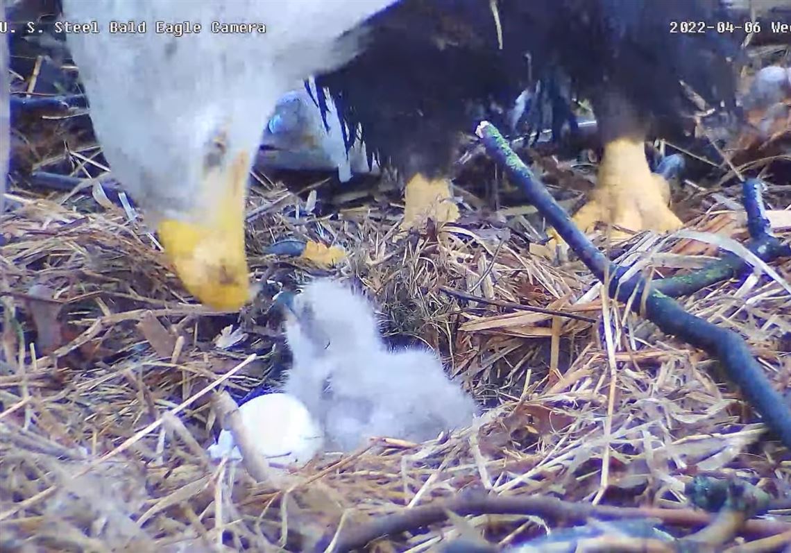Eaglet hatches at a U.S. Steel mill in West Mifflin | Pittsburgh Post ...