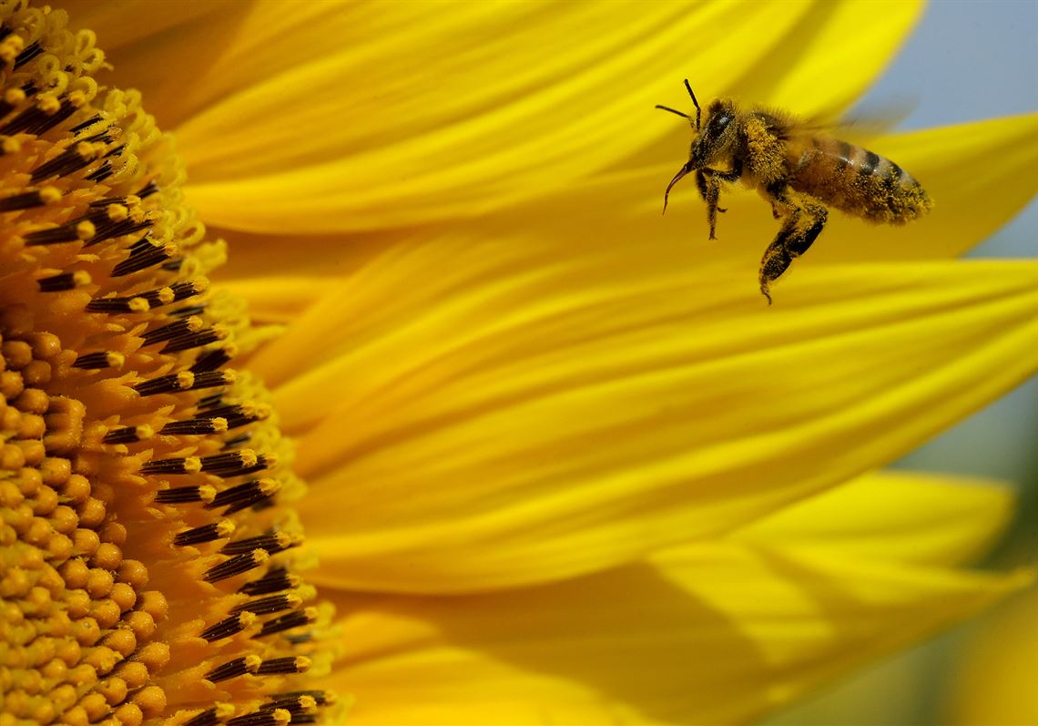 Pollen season is incoming. Here’s what to know | Pittsburgh Post-Gazette