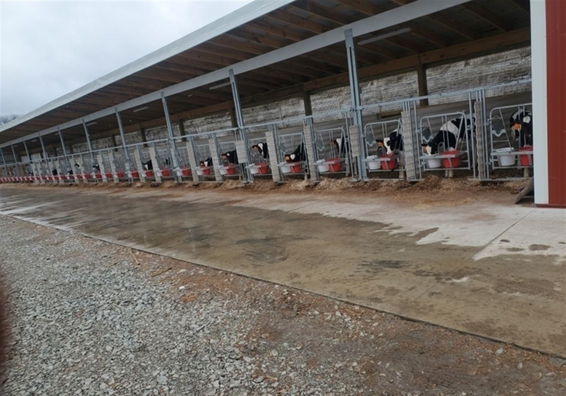 Editorial: Pennsylvania can support dairy farmers by growing its cow ...