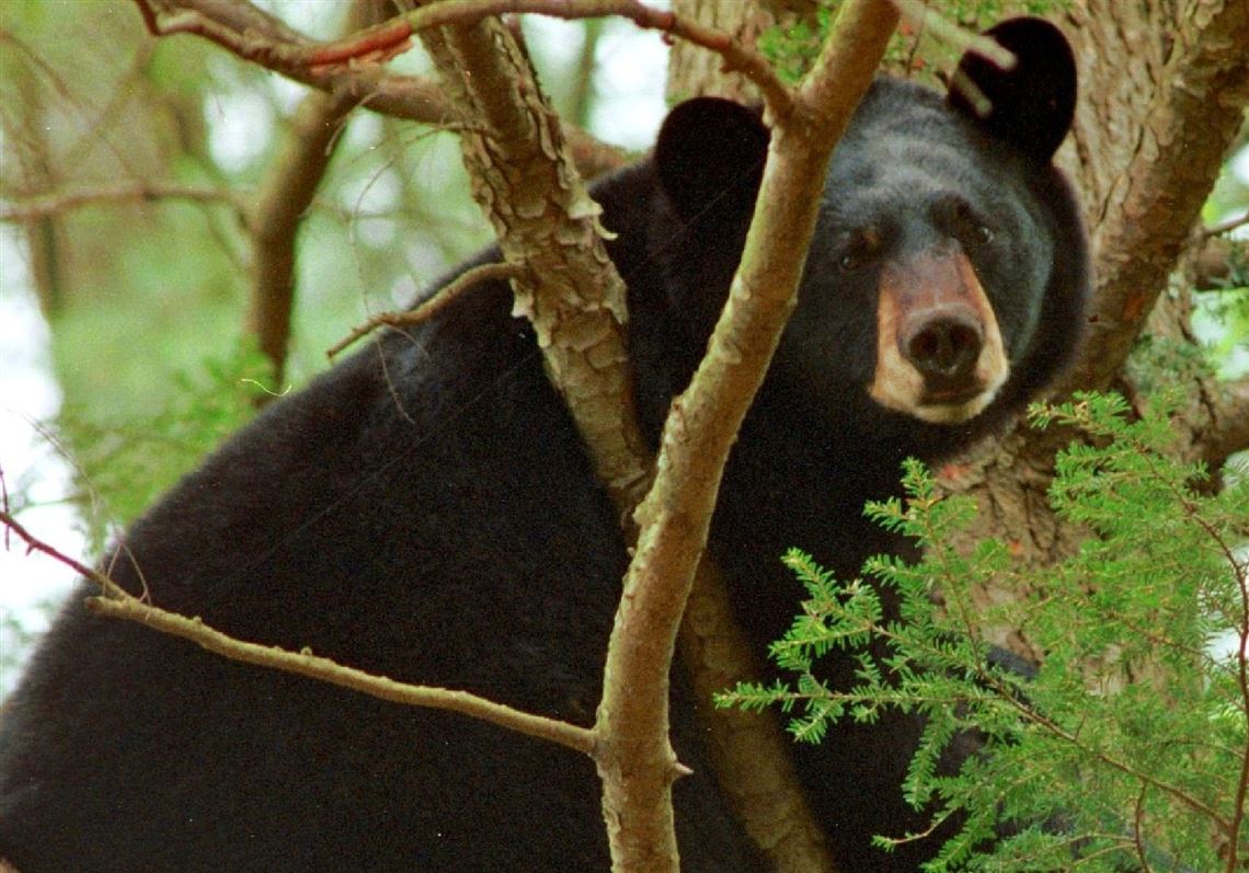 Low bear harvest may mean more suburban sightings | Pittsburgh Post-Gazette