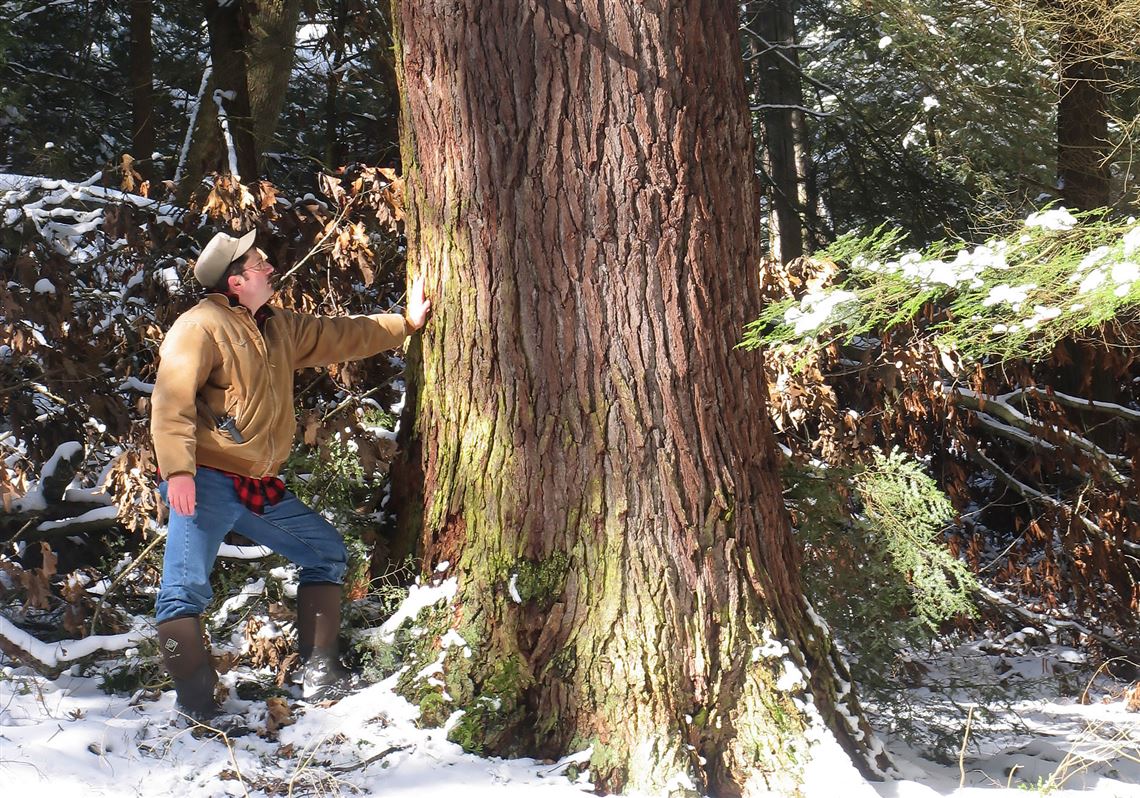 Cook Forest tapped as one of the best places to camp in U.S ...