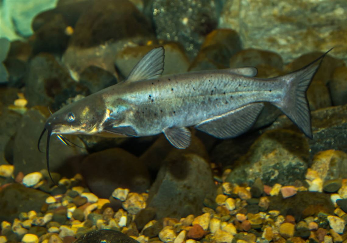 Feds plan update of Crooked Creek Lake management plan | Pittsburgh ...