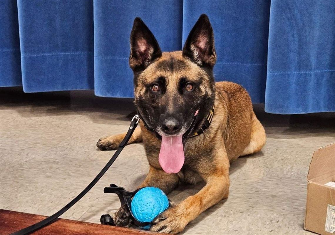 Connellsville community says goodbye to beloved police K-9 Ambroos ...